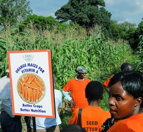 Chiapata farmers encouraged to grow orange maize | Lusaka Voice
