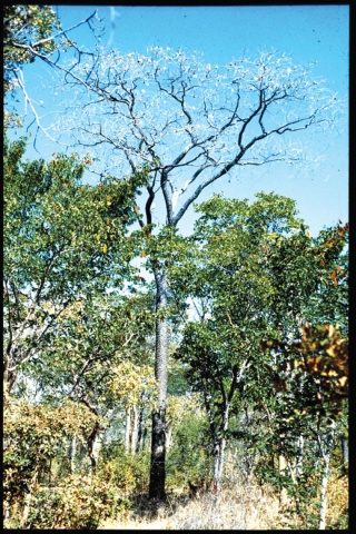 Kiaat, Dolfhout, African teak, Bloodwood, Umbila, Mukwa and Mulombe are ...