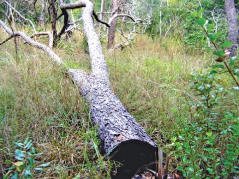 Kiaat, Dolfhout, African teak, Bloodwood, Umbila, Mukwa and Mulombe are ...