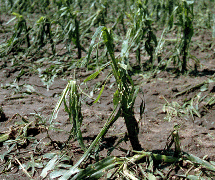 Hailstorm destroys 98.7 hectares of maize | Lusaka Voice